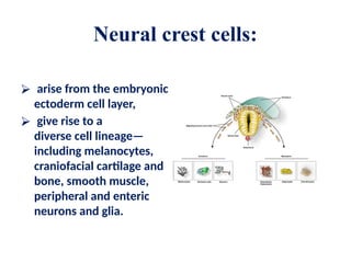 Neurulation.pptxvvvbbbbhbbbbvffghhjjjjjh | PPT