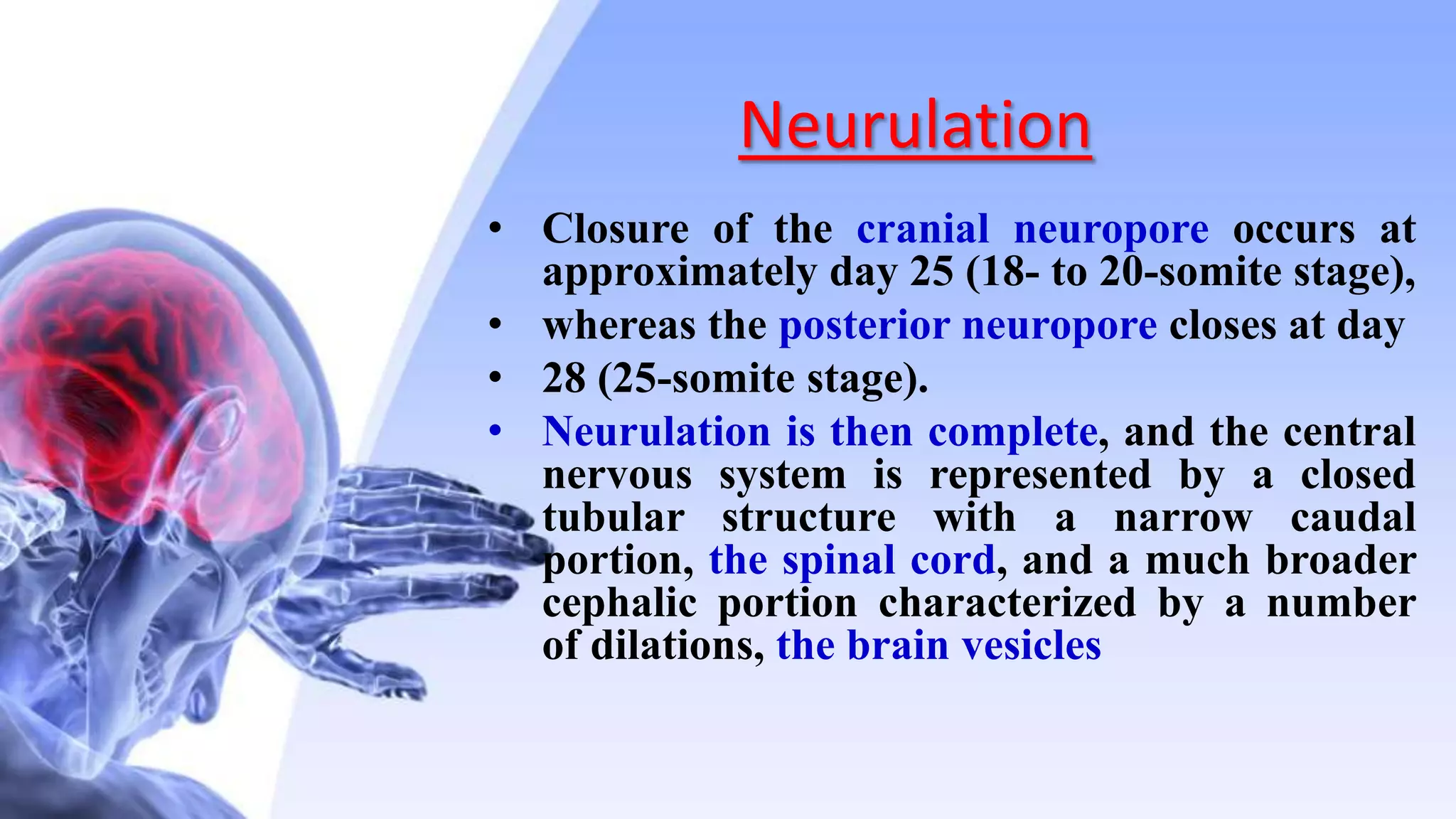Neurulation developmental biology | PPTX