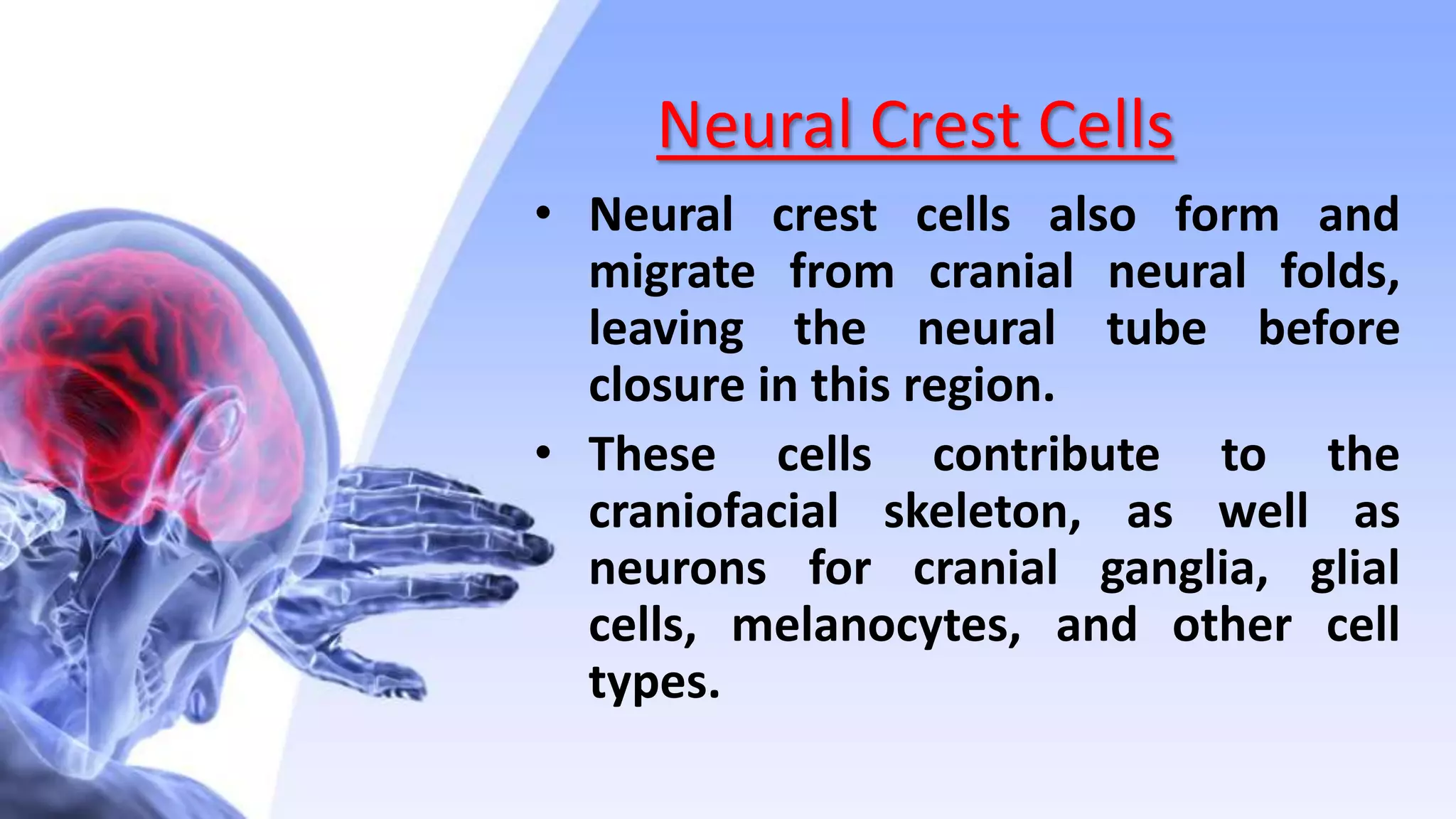 Neurulation developmental biology | PPTX