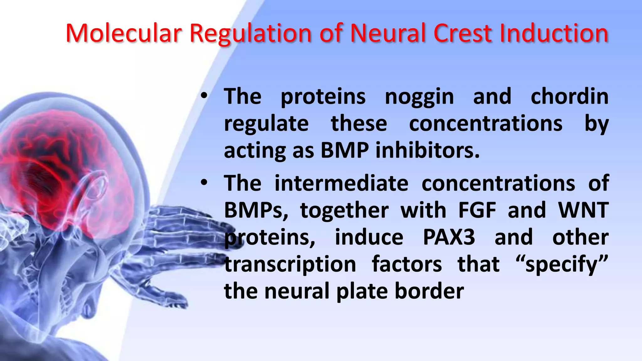 Neurulation developmental biology | PPTX