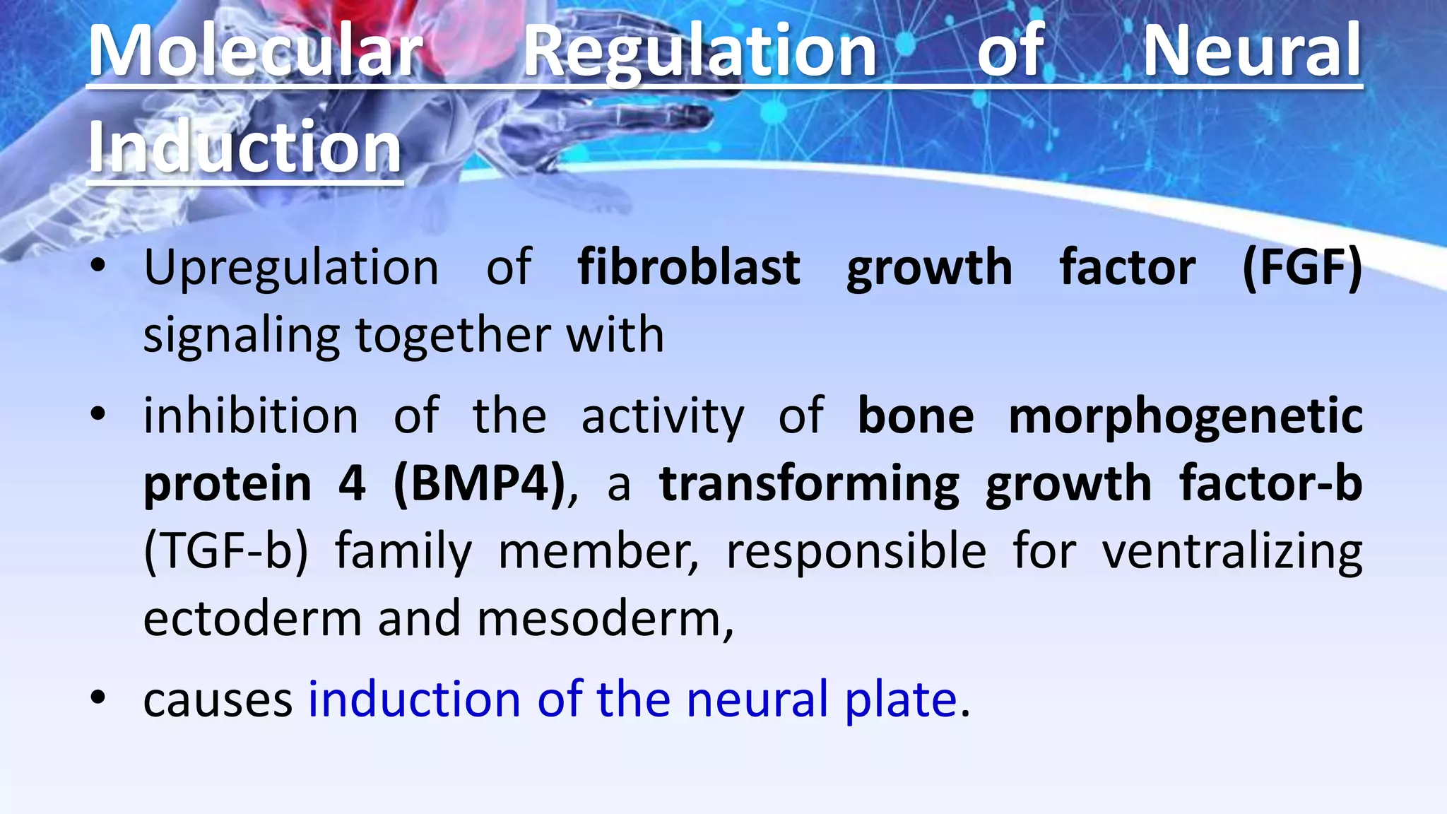 Neurulation developmental biology | PPTX