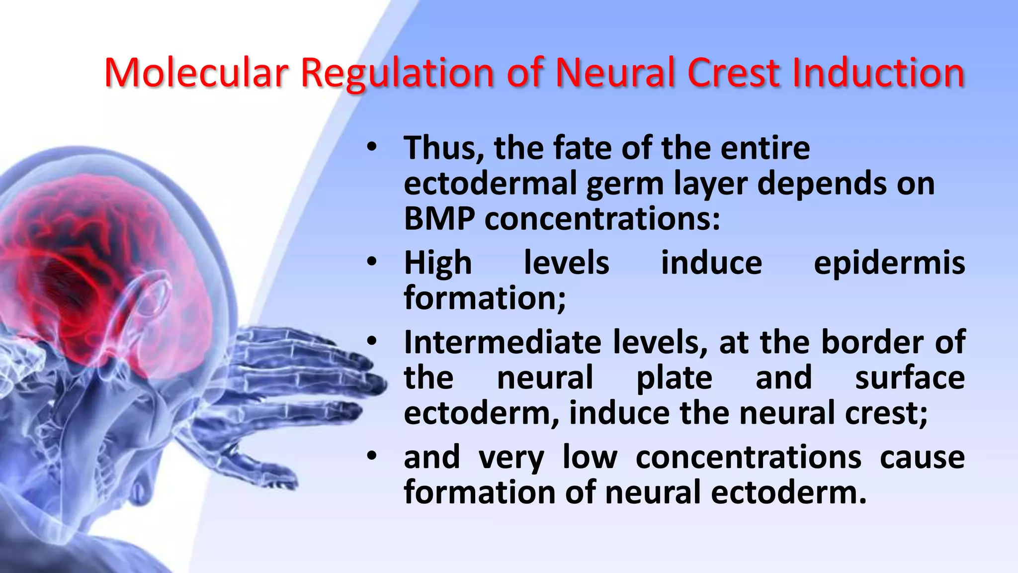 Neurulation developmental biology | PPTX