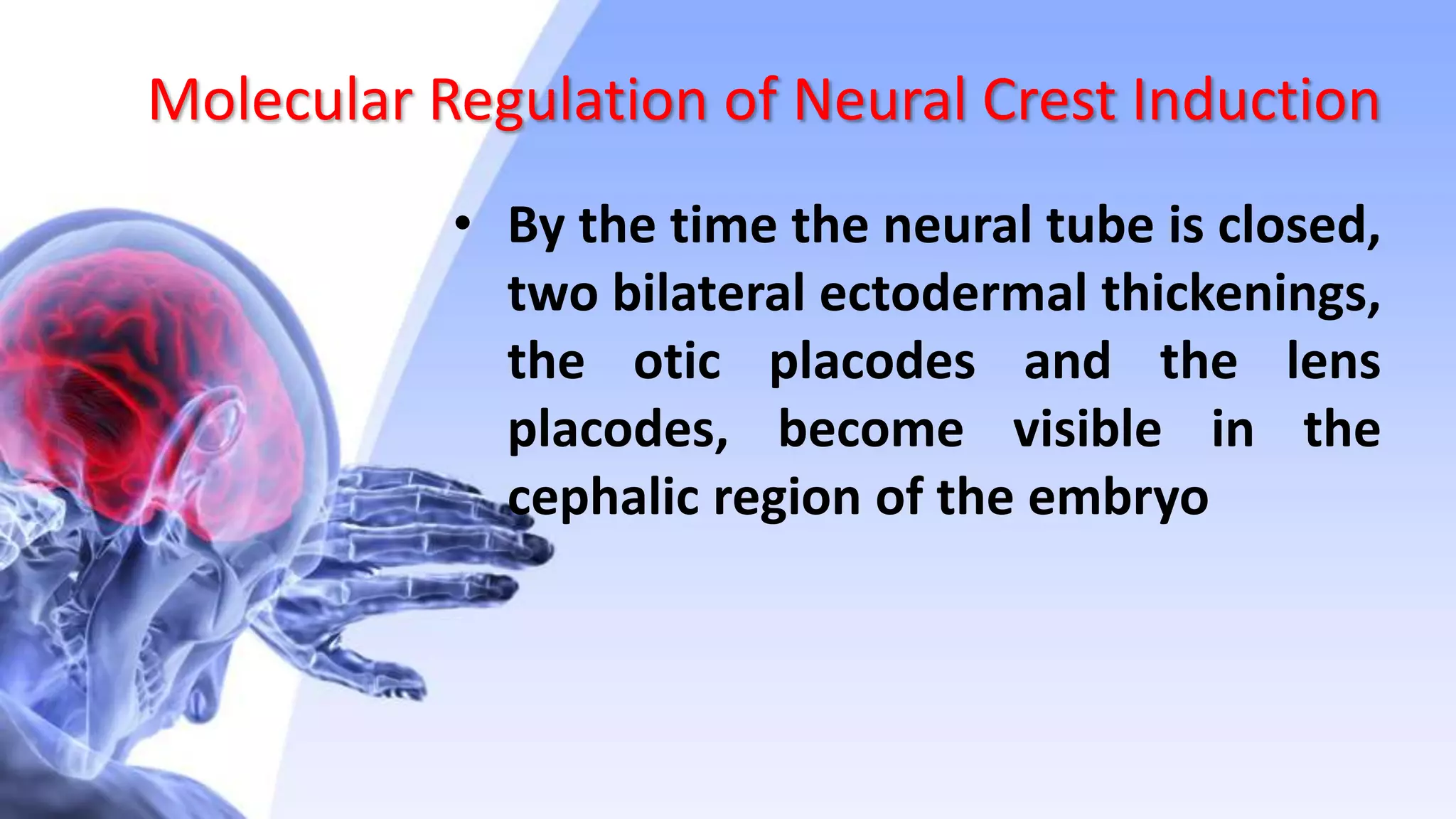 Neurulation developmental biology | PPTX