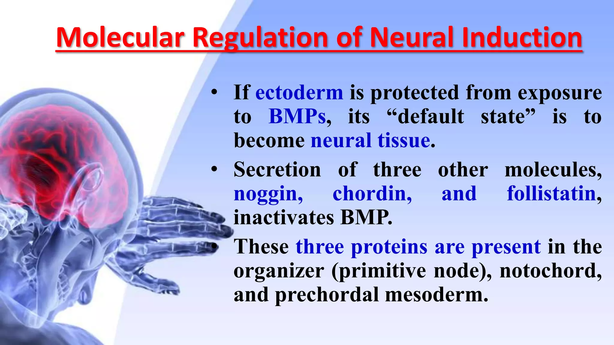Neurulation developmental biology | PPTX