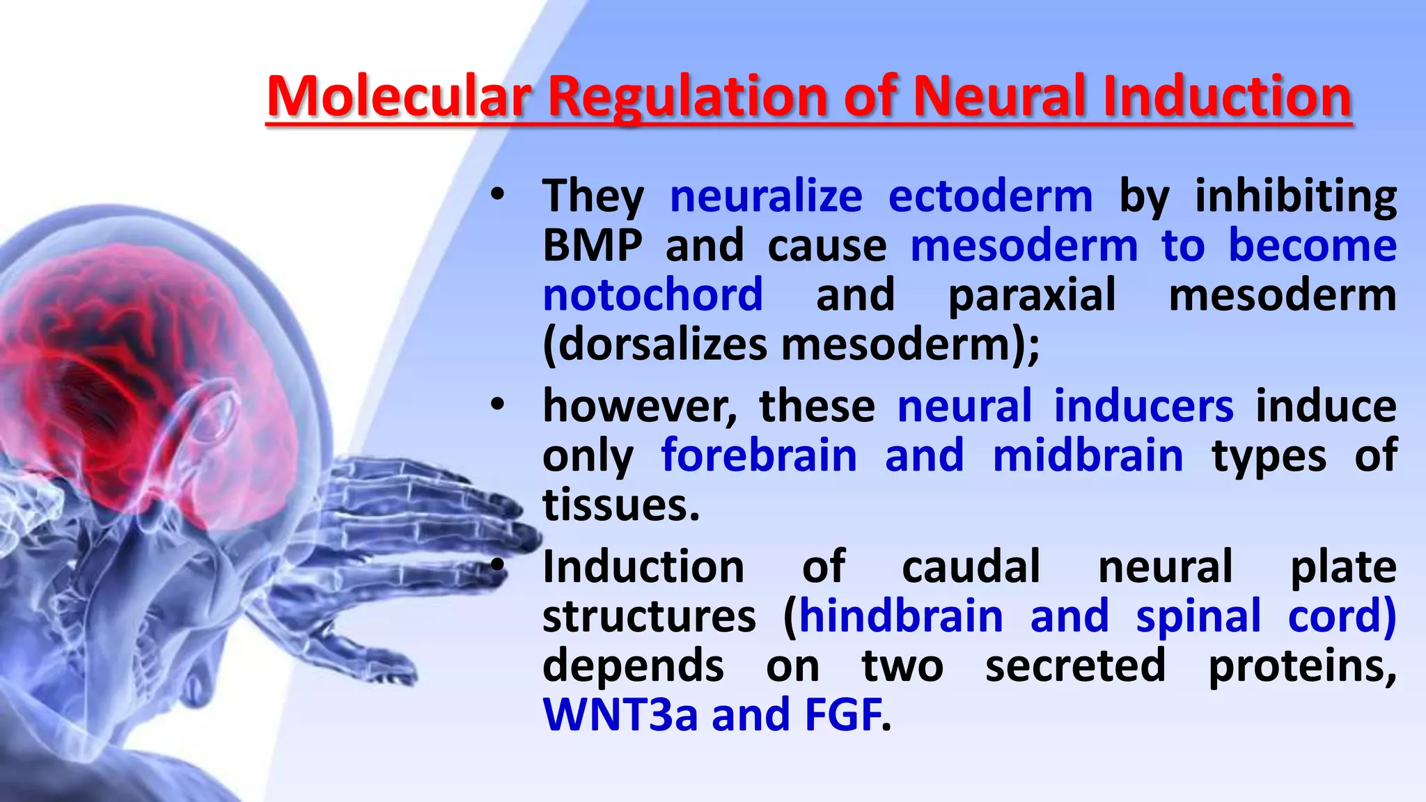 Neurulation developmental biology | PPTX