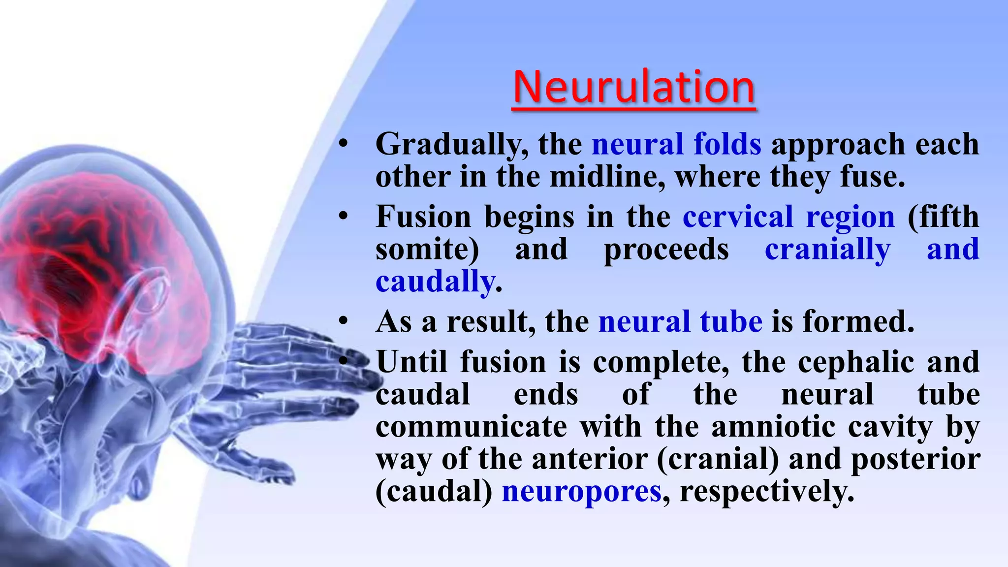 Neurulation developmental biology | PPTX