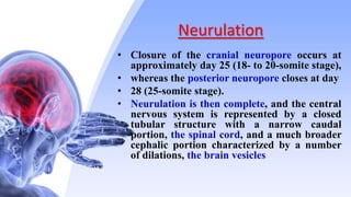 Neurulation developmental biology | PPTX