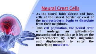 Neurulation developmental biology | PPTX