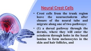 Neurulation developmental biology | PPTX