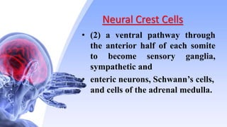 Neurulation developmental biology | PPTX