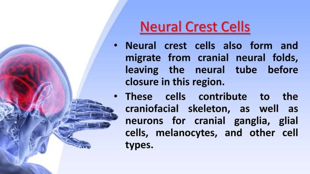 Neurulation developmental biology | PPTX
