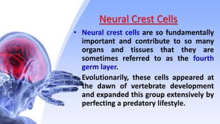 Neurulation developmental biology | PPTX