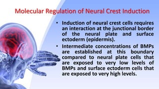 Neurulation developmental biology | PPTX