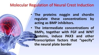 Neurulation developmental biology | PPTX