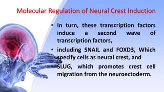 Neurulation developmental biology | PPTX