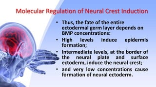 Neurulation developmental biology | PPTX