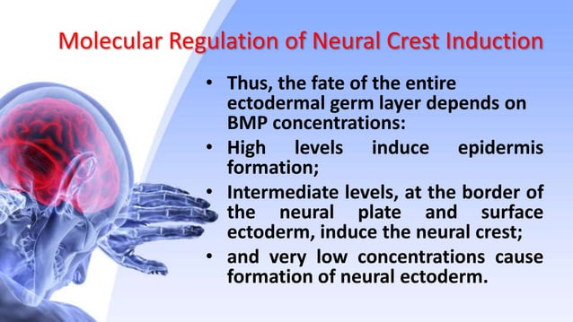 Neurulation developmental biology | PPTX