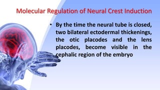 Neurulation developmental biology | PPTX