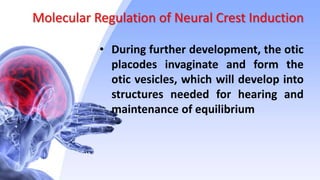 Neurulation developmental biology | PPTX