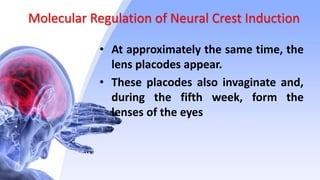 Neurulation developmental biology | PPTX