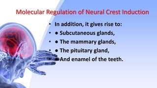Neurulation developmental biology | PPTX