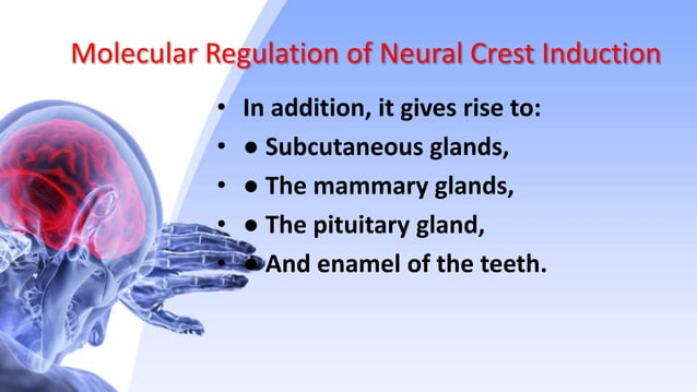 Neurulation developmental biology | PPTX