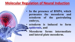 Neurulation developmental biology | PPTX