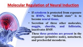 Neurulation developmental biology | PPTX