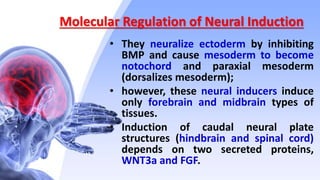 Neurulation developmental biology | PPTX