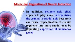 Neurulation developmental biology | PPTX