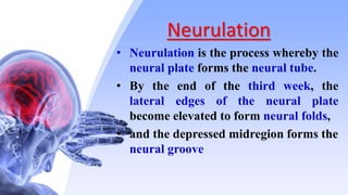 Neurulation developmental biology | PPTX