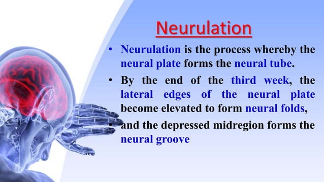 Neurulation developmental biology | PPTX