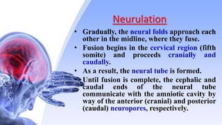 Neurulation developmental biology | PPTX