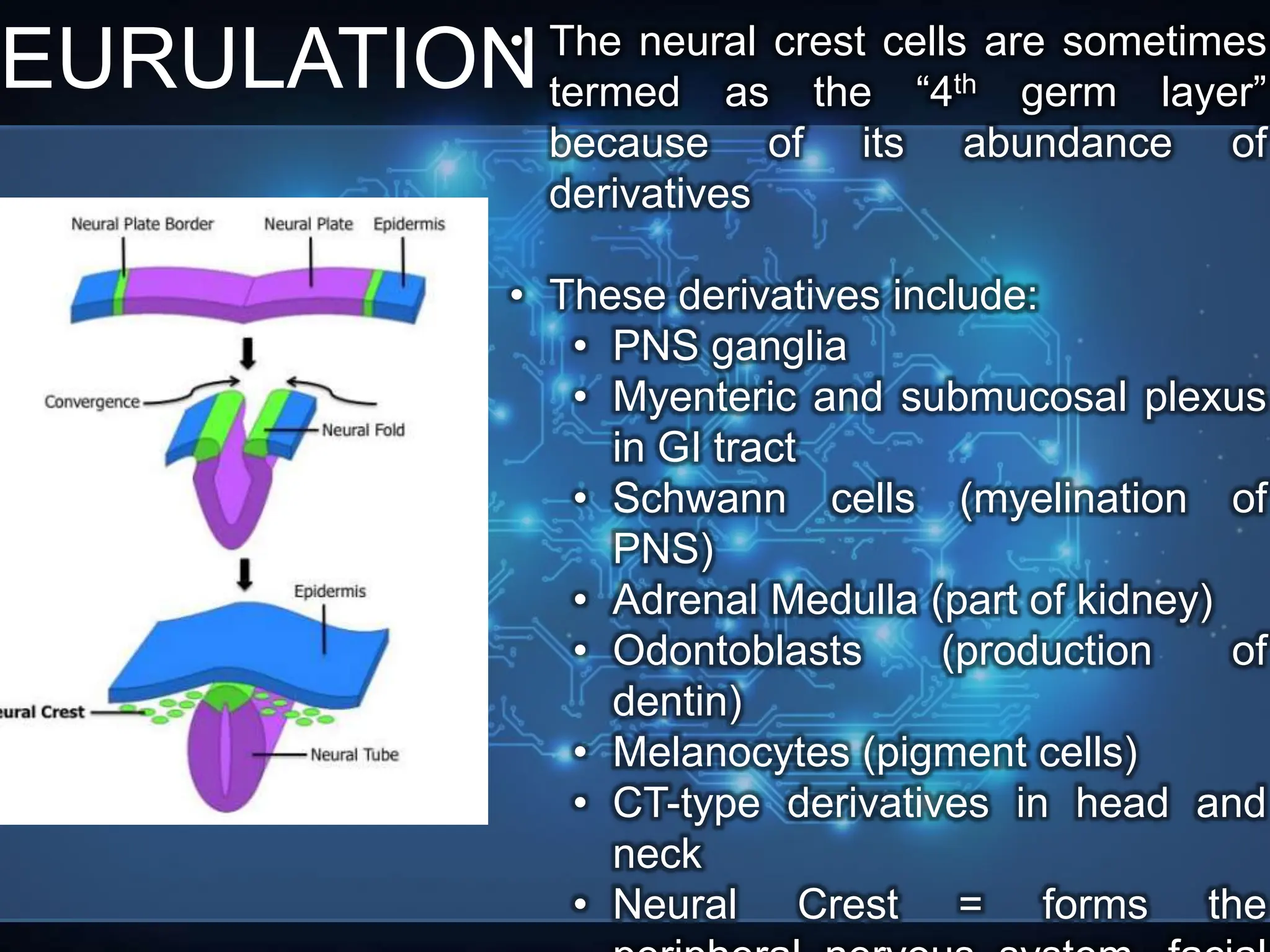 Neurulation, Formation of Nervous System.pptx