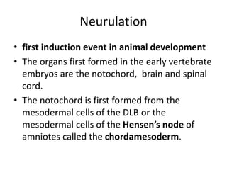 Neurulation, Formation of Nervous System.pptx