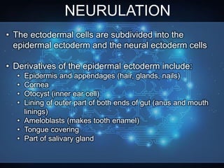Neurulation, Formation of Nervous System.pptx