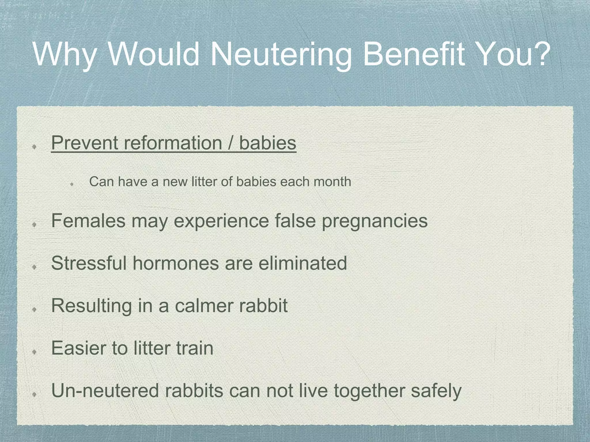 Neutering rabbit | PPTX