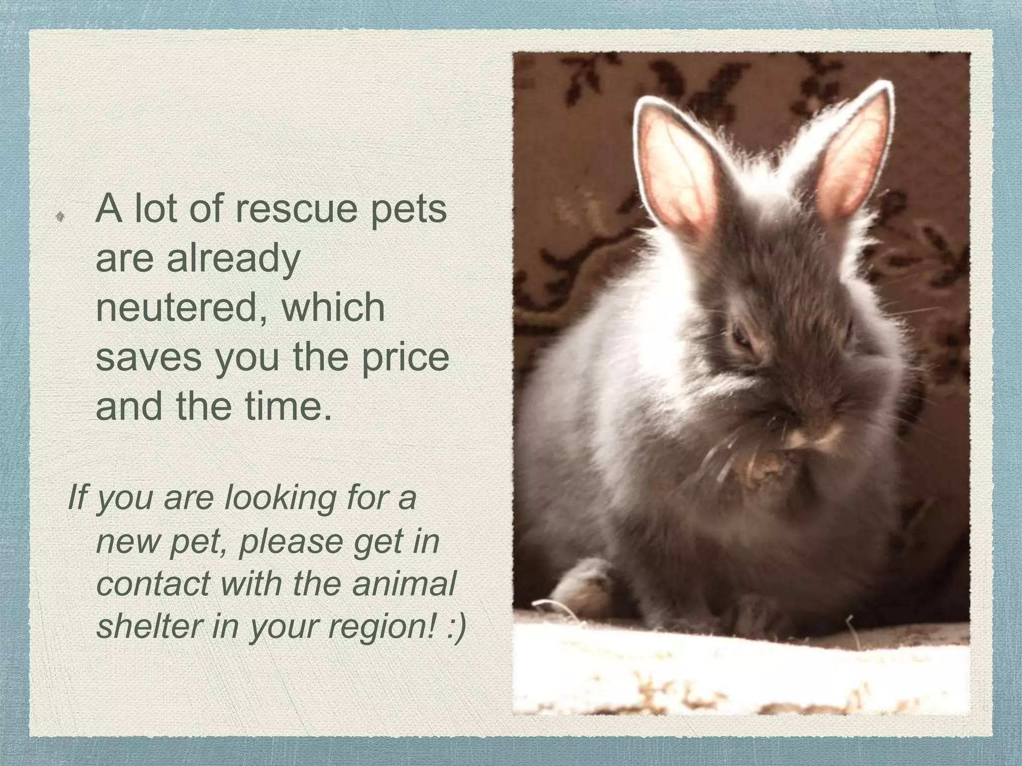 Neutering rabbit | PPT