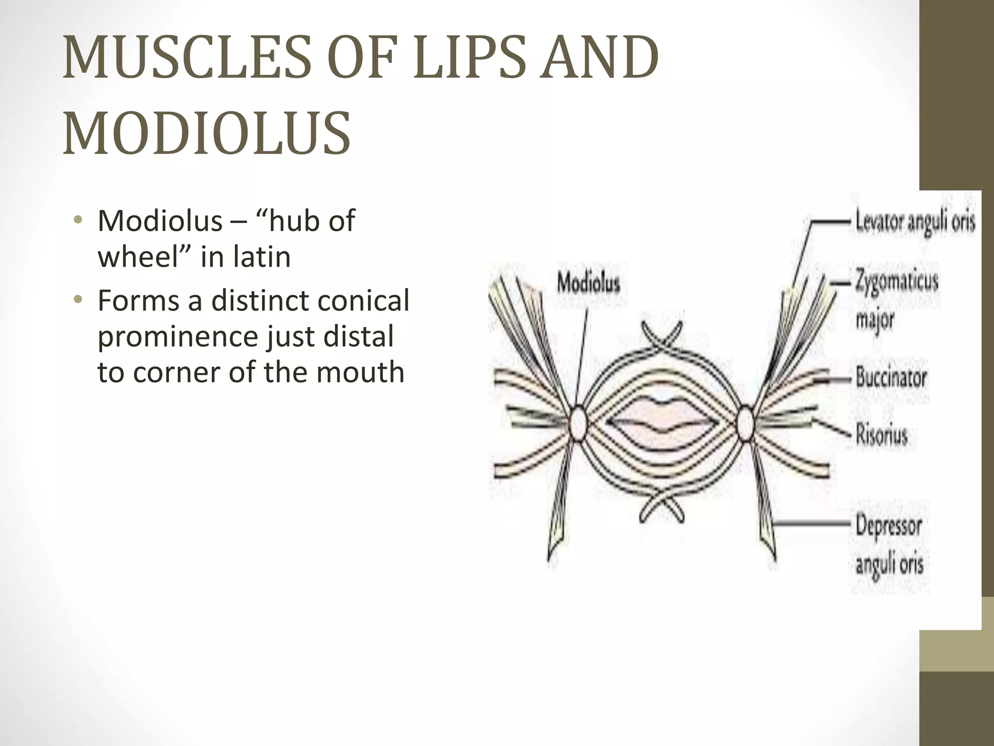 Neutral zone in complete dentures | PPTX