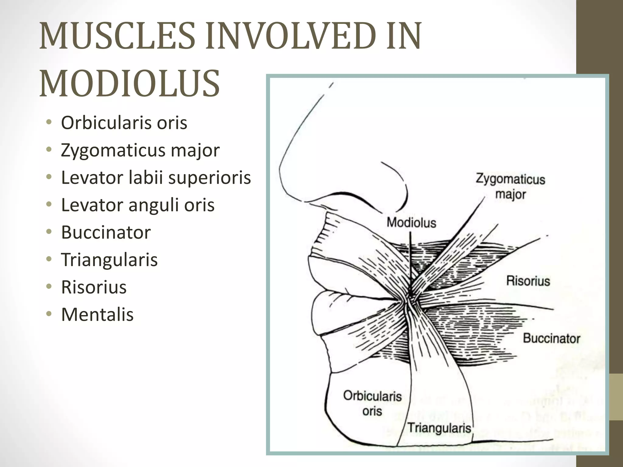 Neutral zone in complete dentures | PPTX