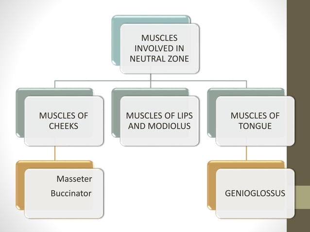 Neutral zone in complete dentures | PPTX | Dental Health | Diseases and ...
