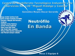 Neutrófilos De Banda