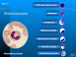 Neutrófilos De Banda
