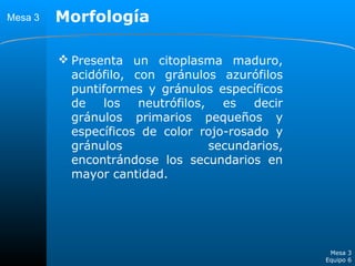 Neutrófilos De Banda