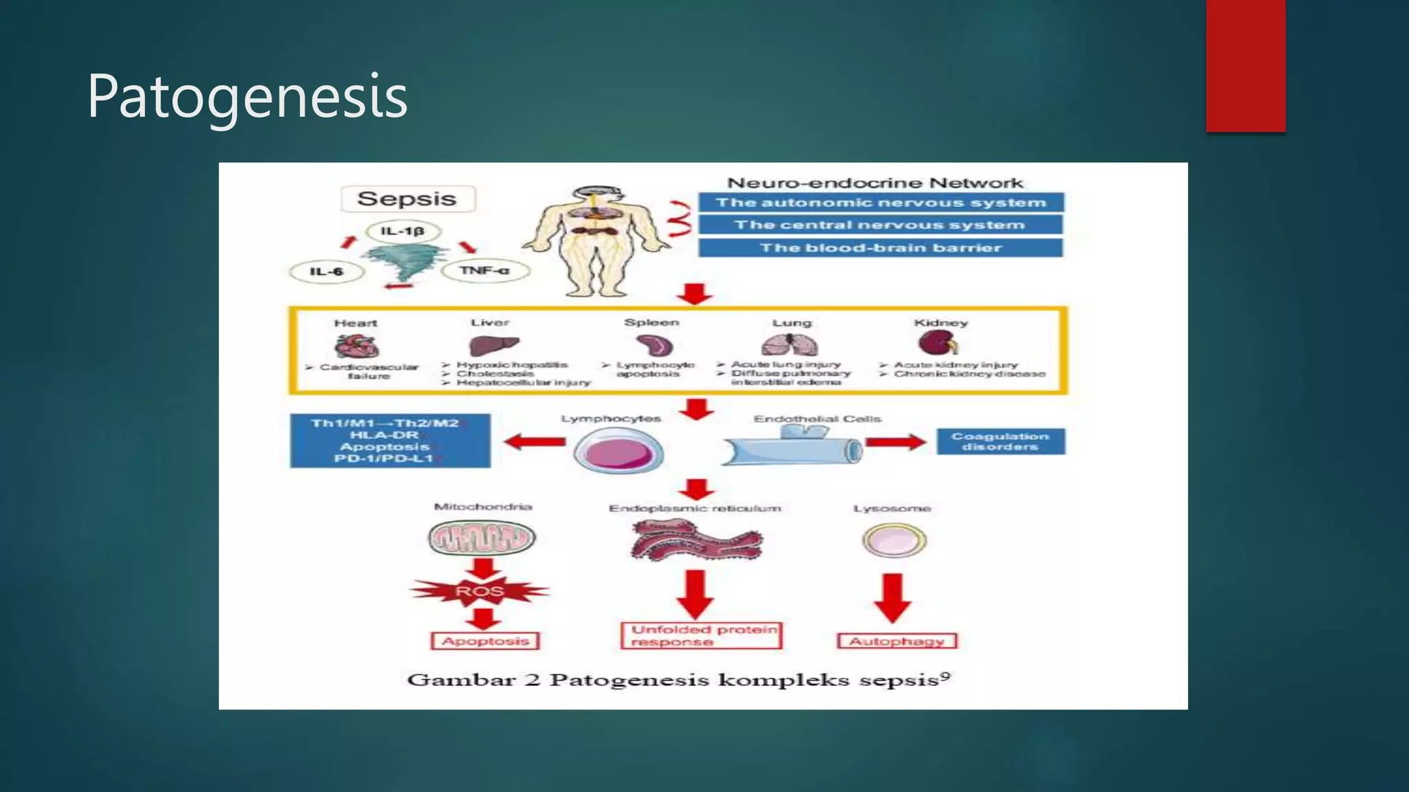 NEUTROFIL-LIMFOSIT RATIO (NLR) Edit.pptx