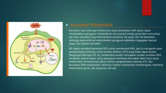 NEUTROFIL-LIMFOSIT RATIO (NLR) Edit.pptx
