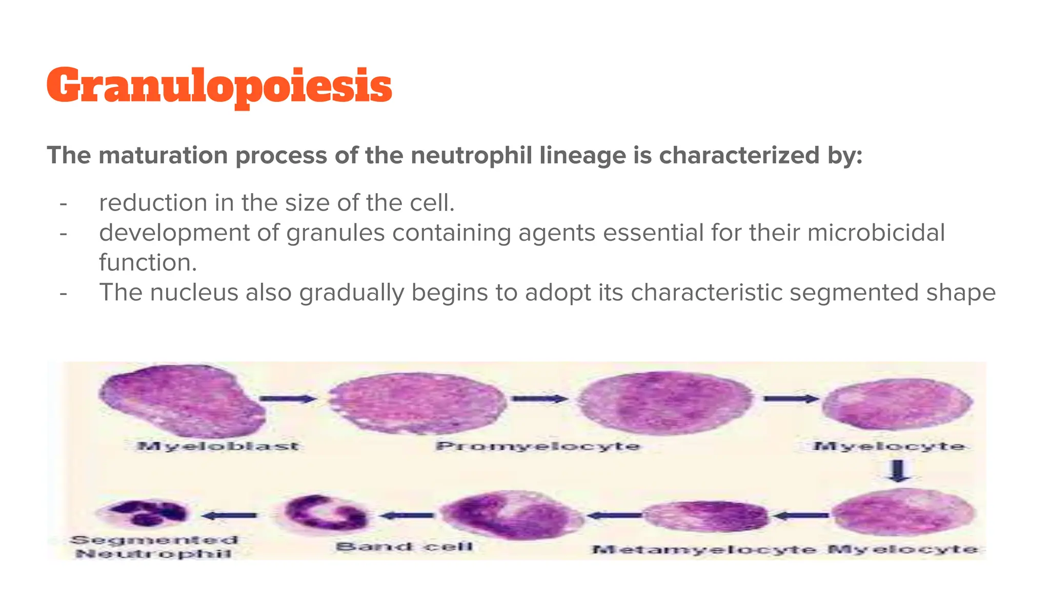neutrophil.pptx