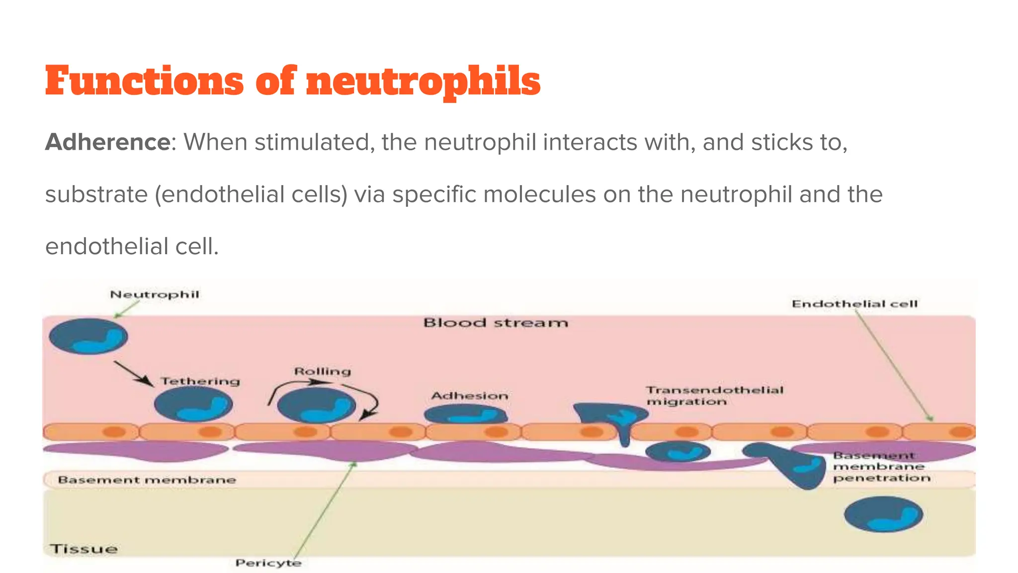 neutrophil.pptx