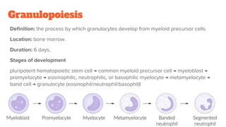 neutrophil.pptx