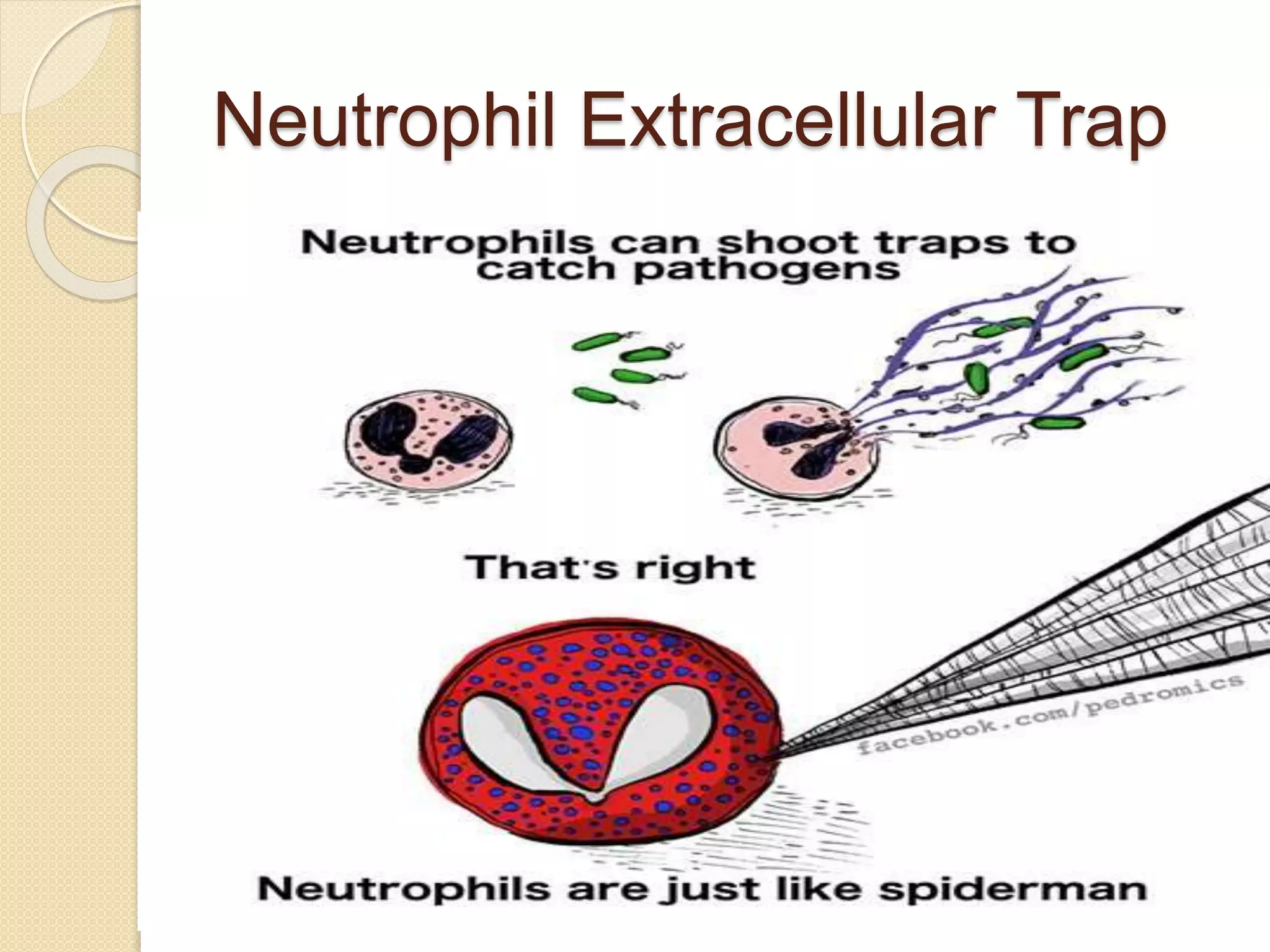 Neutrophil extracellular trap | PPTX